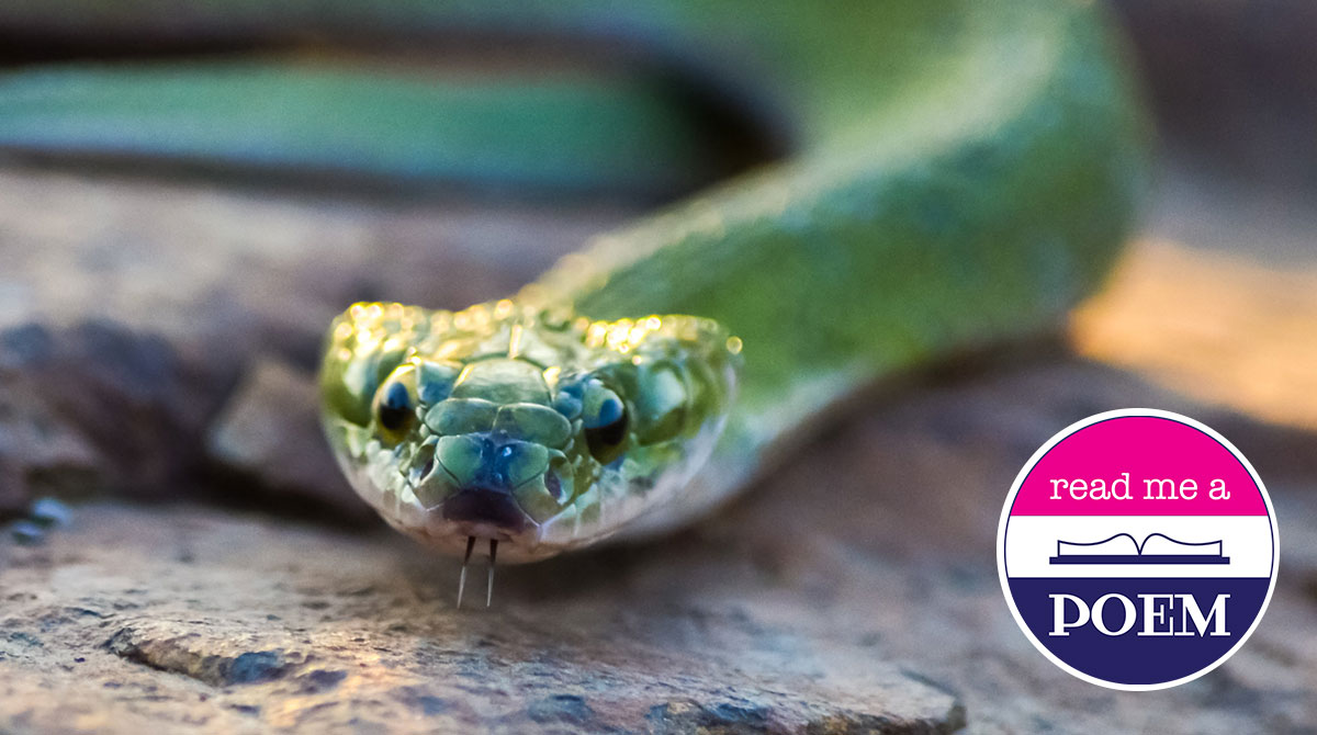 “Snake” by D. H. Lawrence - The American Scholar